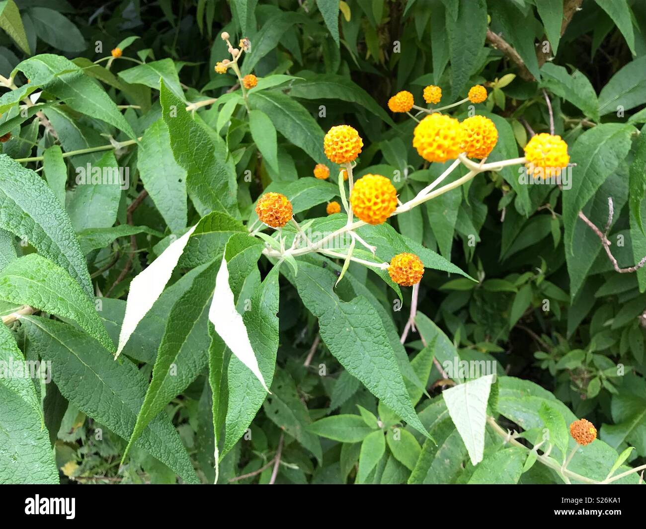 Buddleia orange hi-res stock photography and images - Alamy