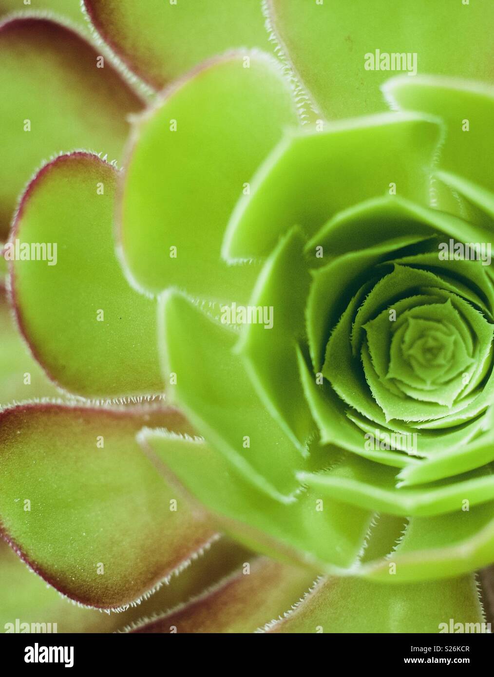 Green edges hi-res stock photography and images - Alamy