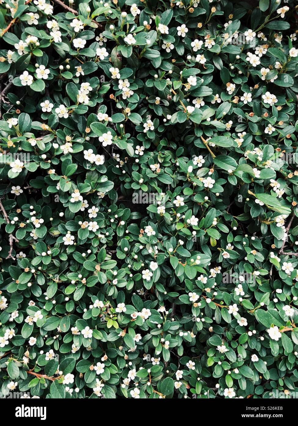 Flowering ground cover plant Stock Photo - Alamy