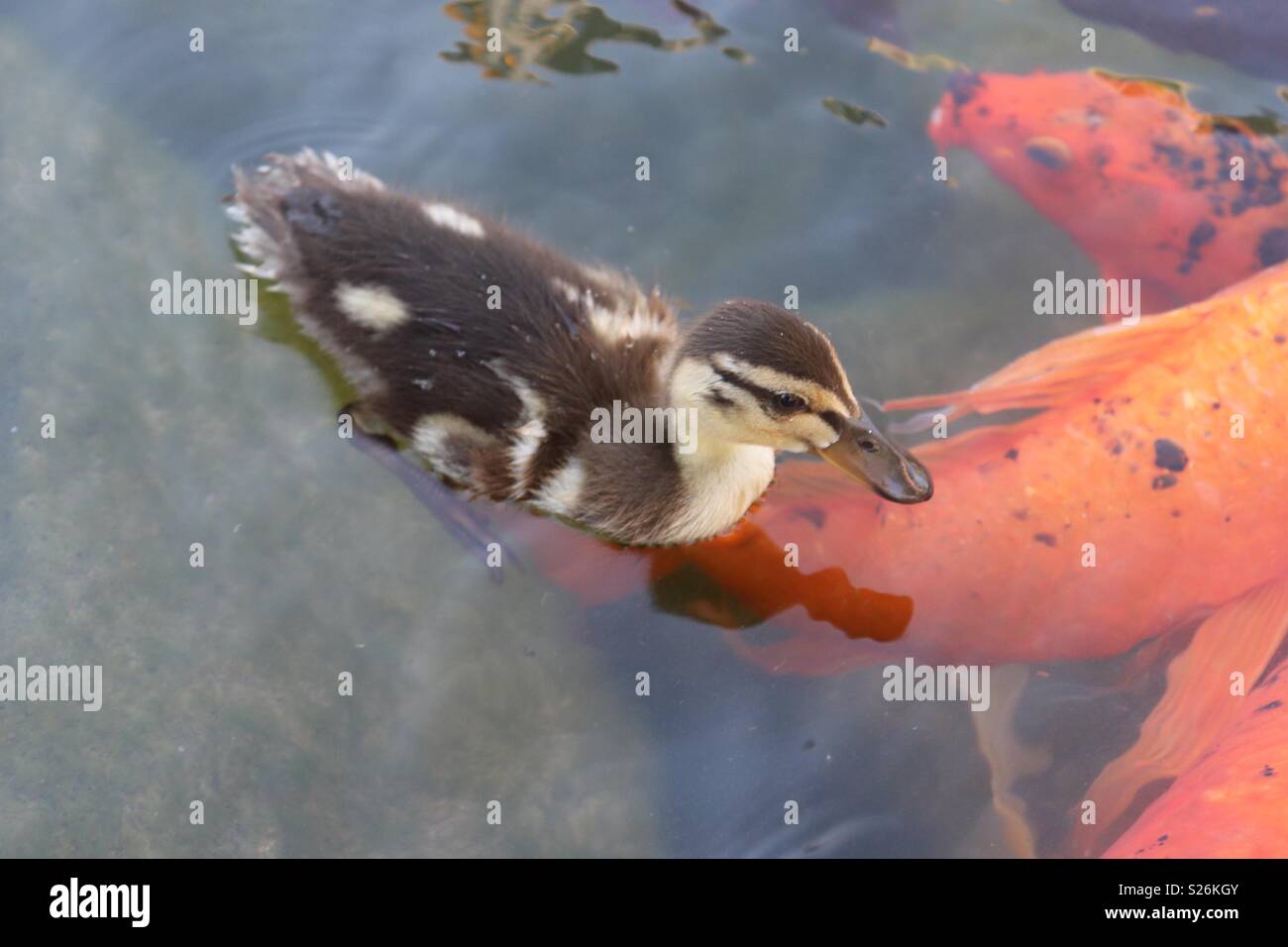 Duckling and koi fish Stock Photo - Alamy