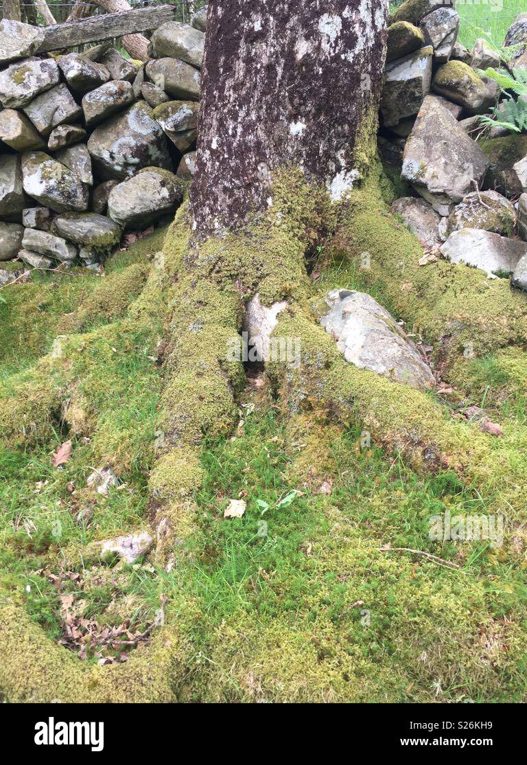 Moss-covered tree roots Stock Photo - Alamy