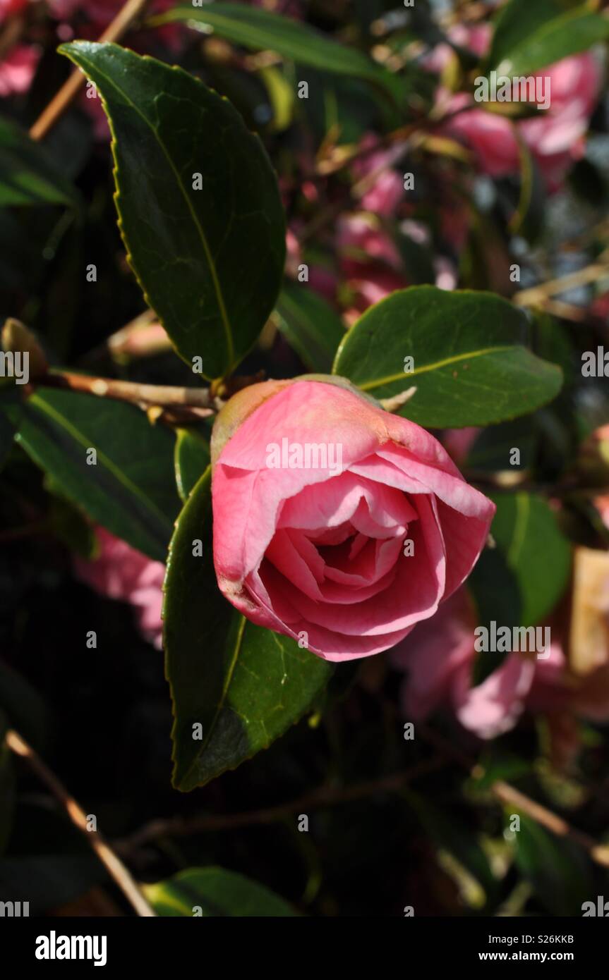Camellia at Trengrove Stock Photo - Alamy