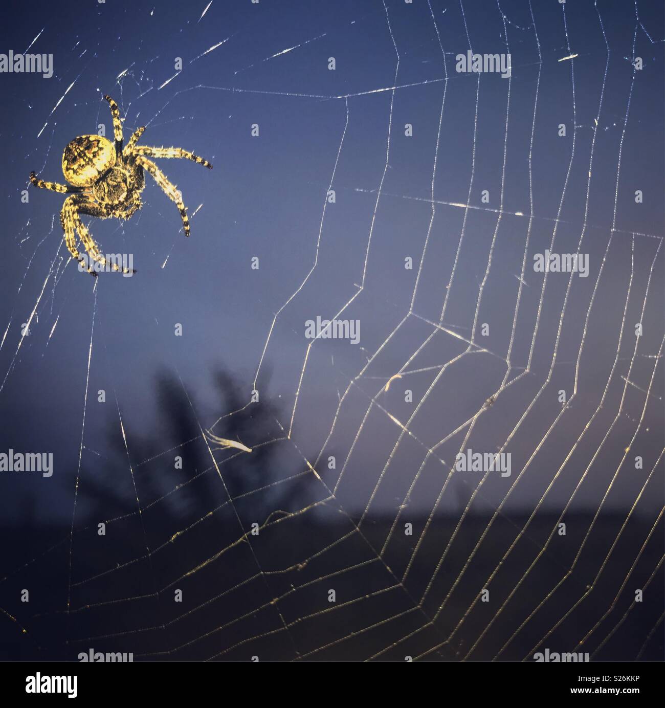 Spider on its web against night sky Stock Photo - Alamy