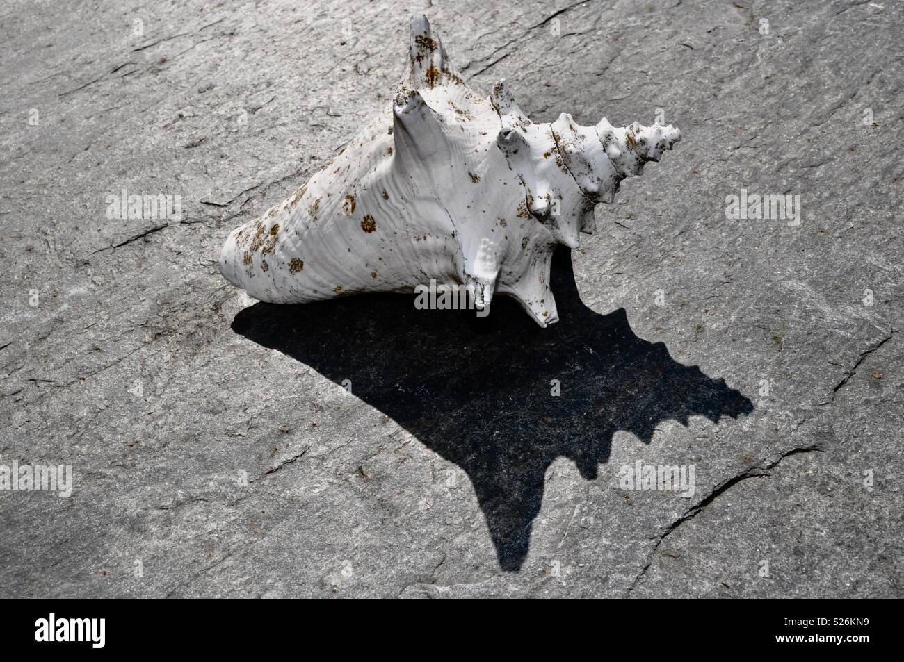 Still Life - Conch shell on a slate table in my garden Stock Photo - Alamy