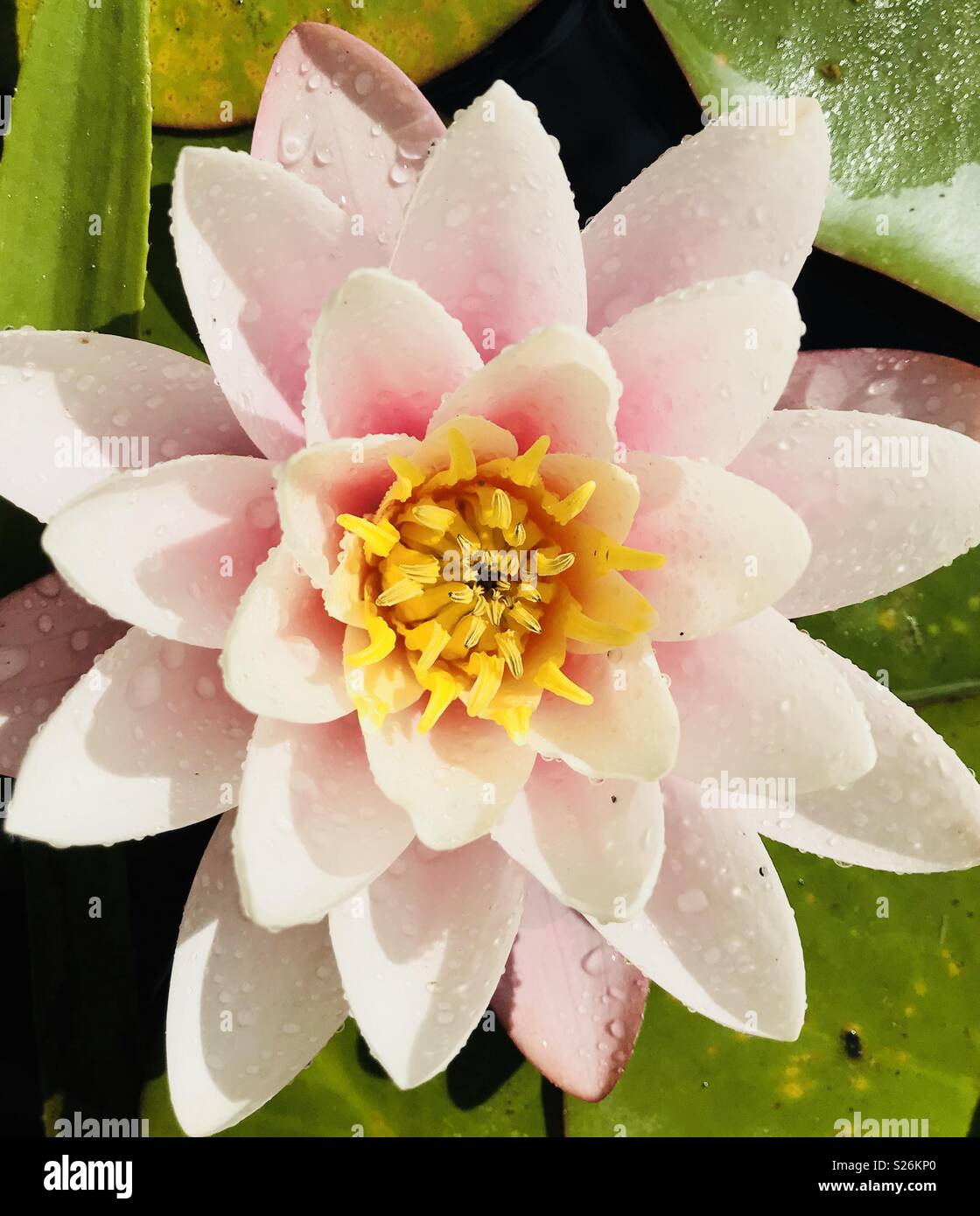 Pink water lily Stock Photo - Alamy