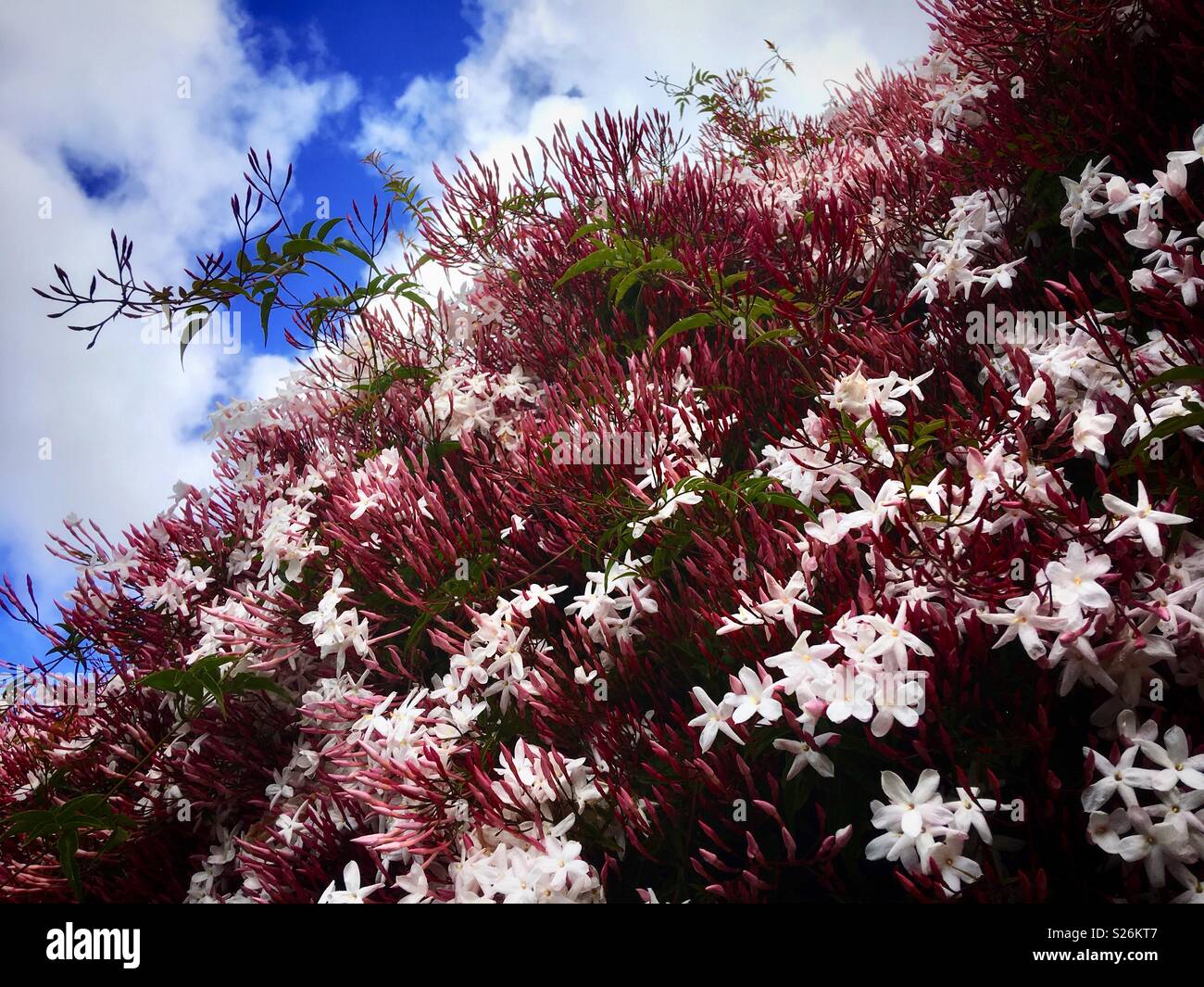Jasminum grandiflorum hi-res stock photography and images - Alamy