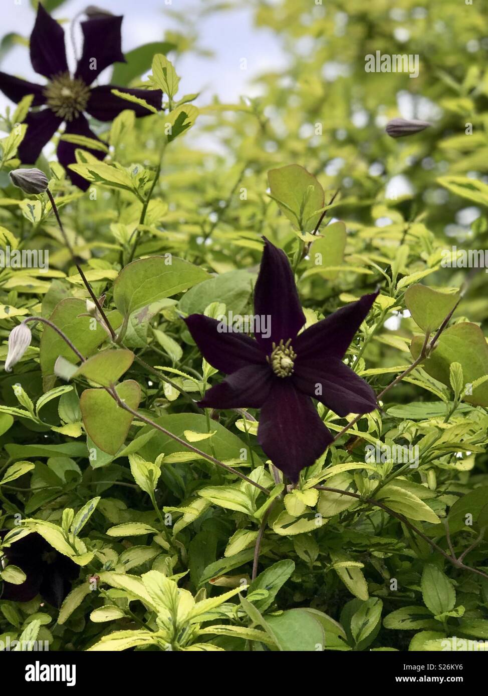 Clematis polish spirit hi-res stock photography and images - Alamy