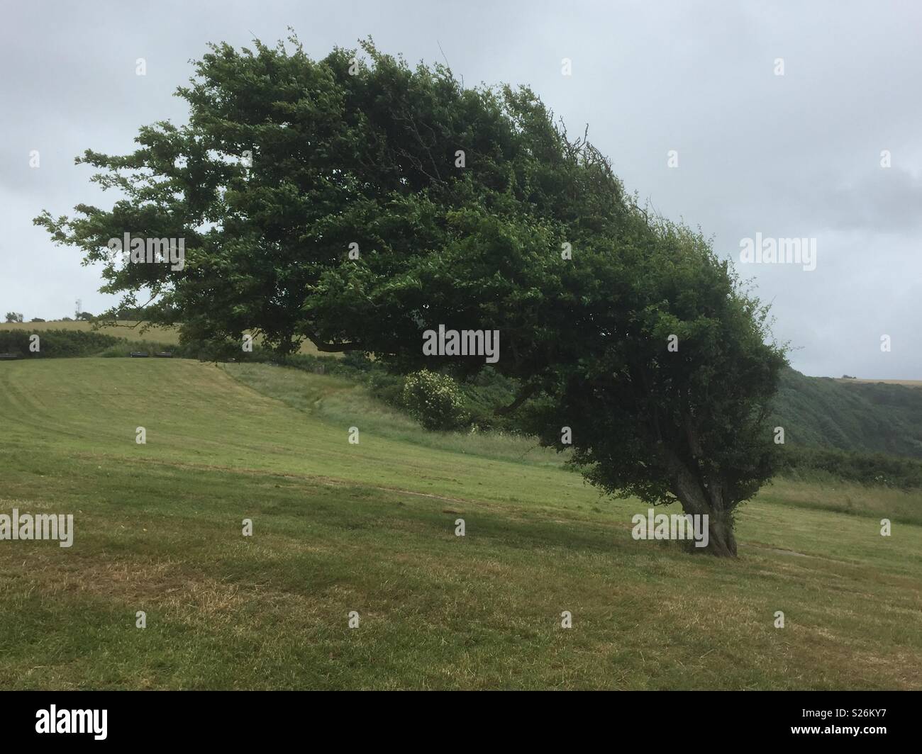 Wind blown tree hi-res stock photography and images - Alamy