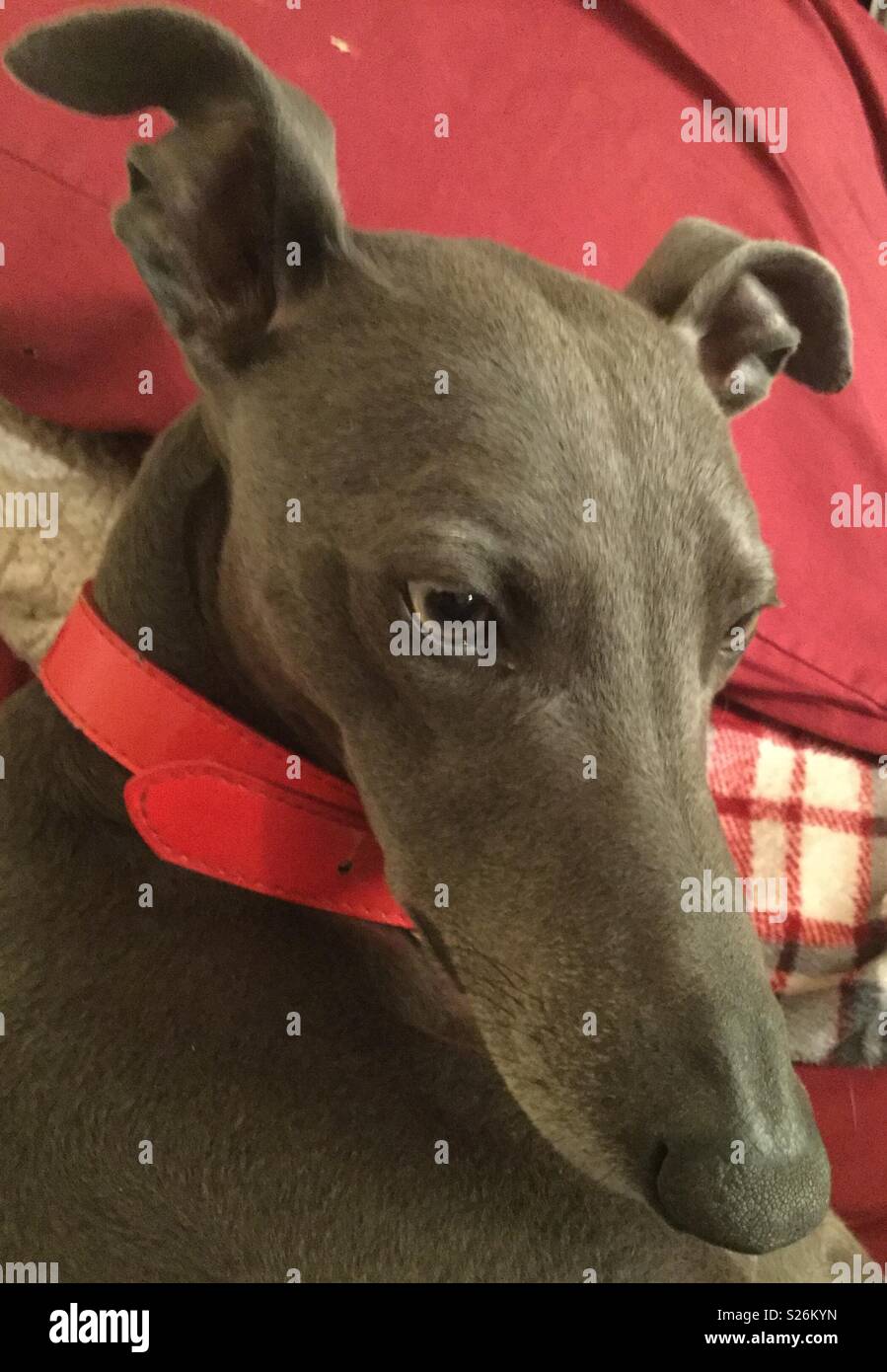 Blue whippet hi-res stock photography and images - Alamy