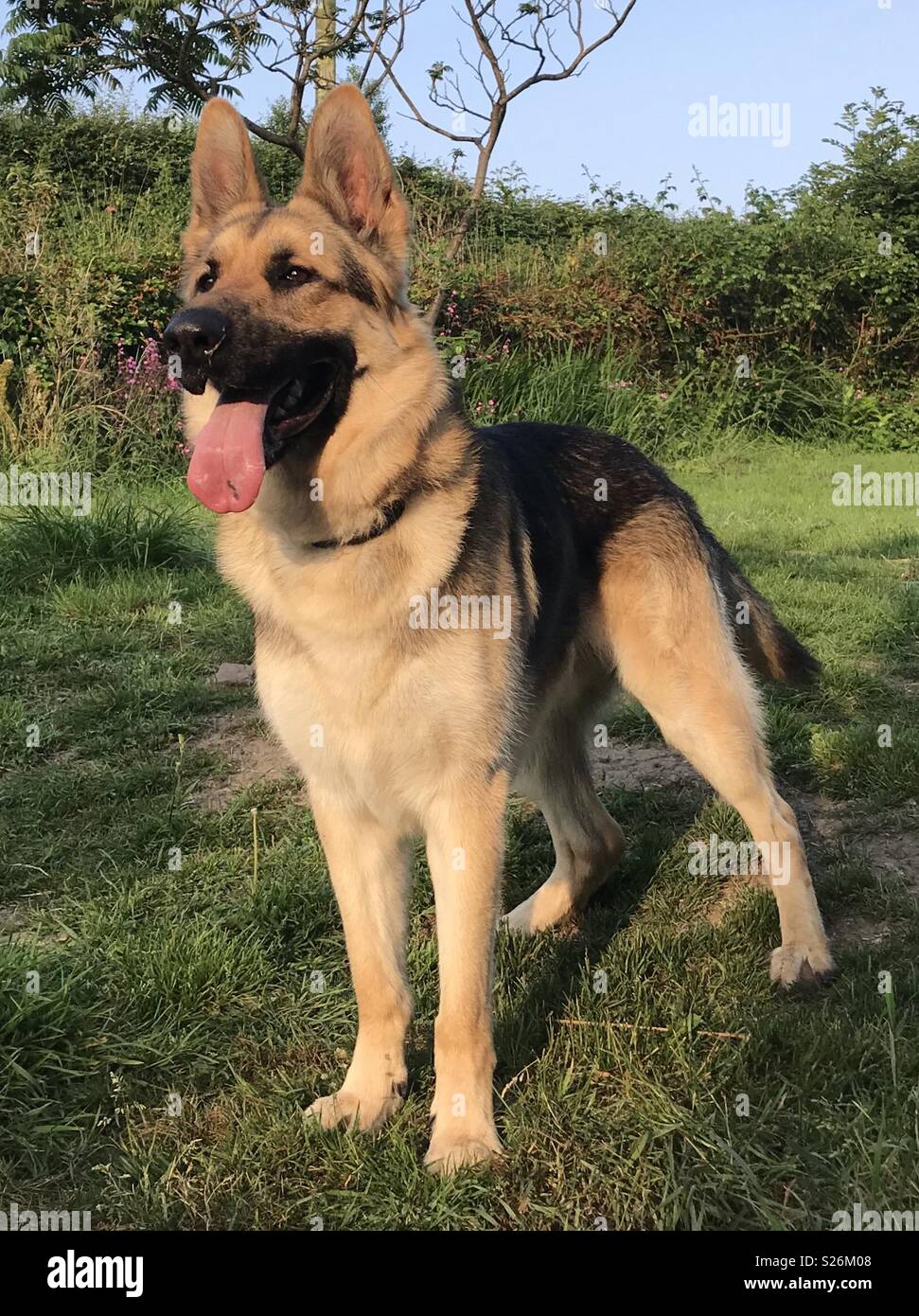 Luke the German Shepherd Stock Photo - Alamy