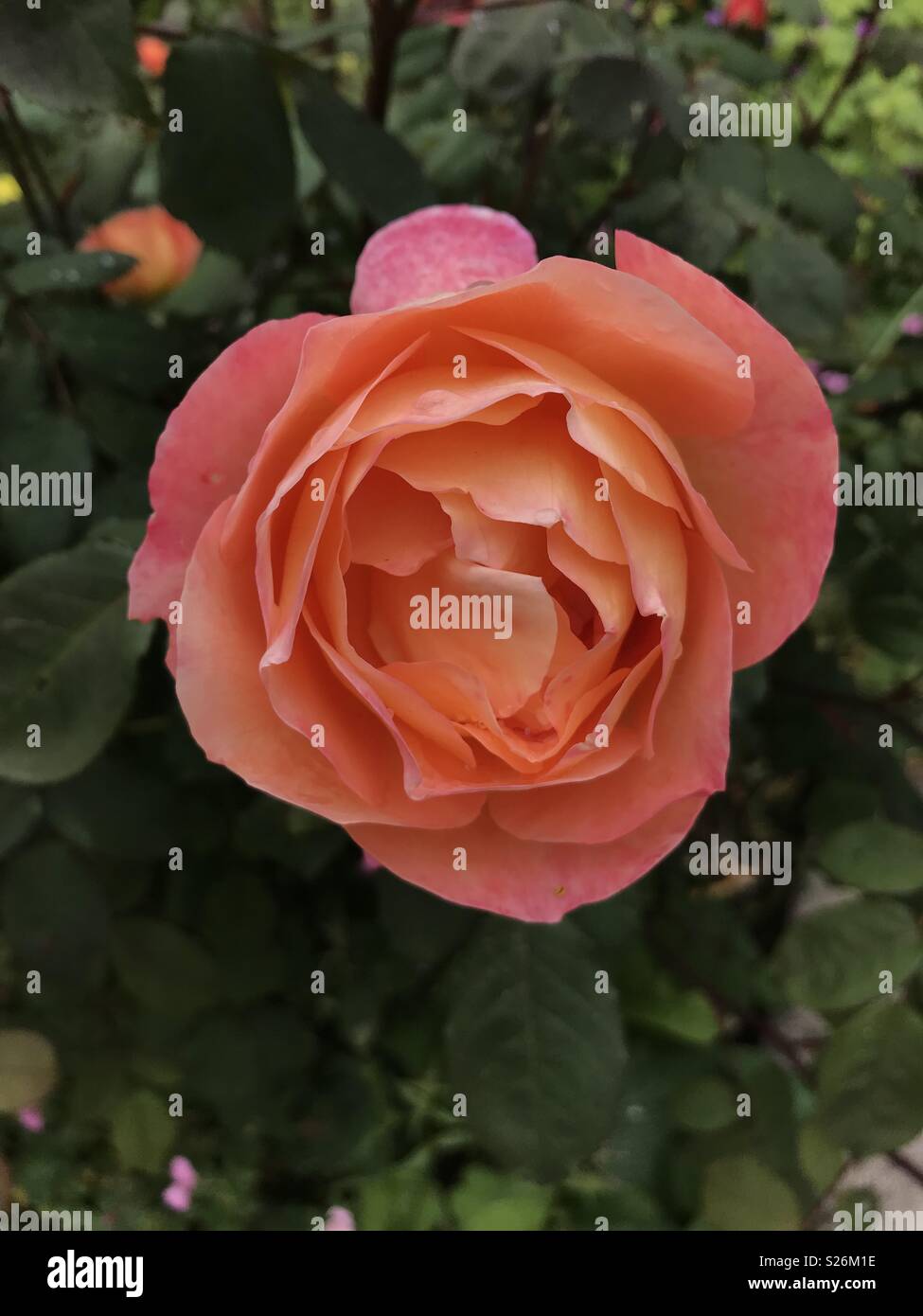 June rose garden hi-res stock photography and images - Alamy