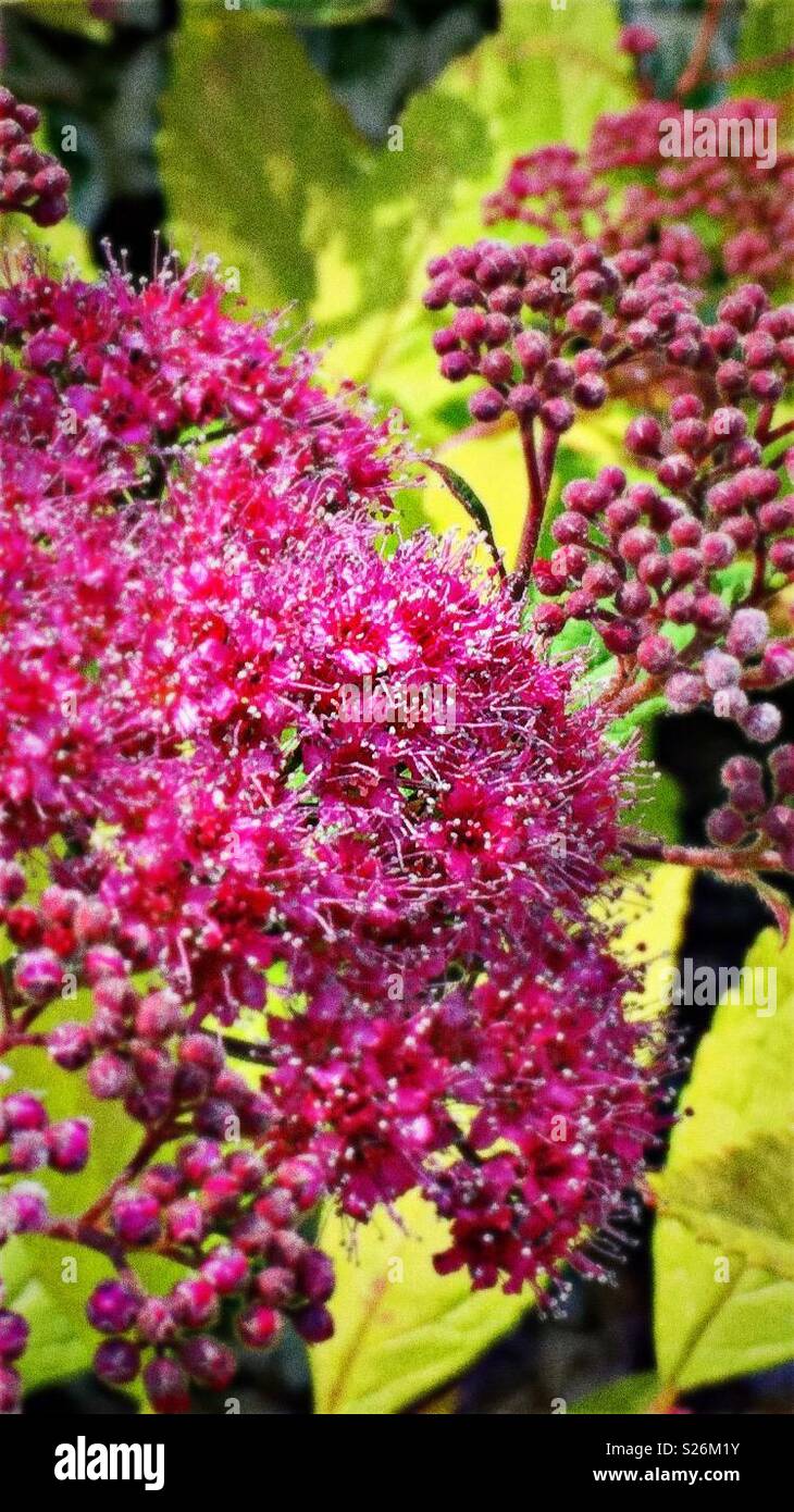 Invasive Wild flower Red Valerian Stock Photo - Alamy