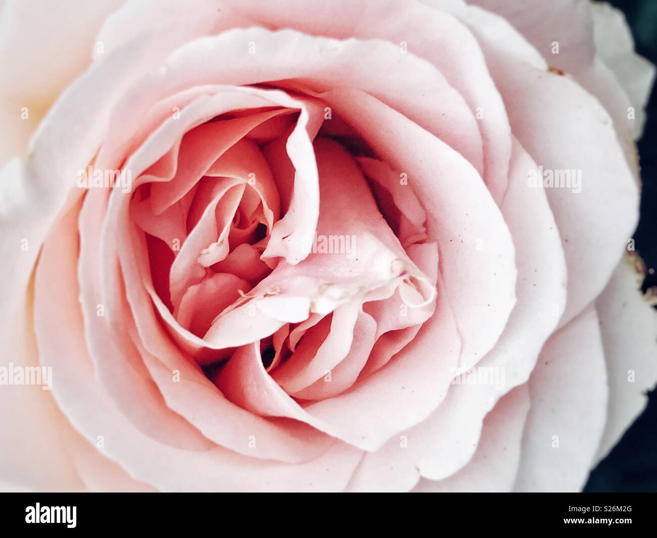 Tea rose in early stage of decay Stock Photo - Alamy