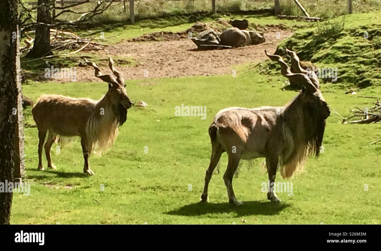 Markhor animal hi-res stock photography and images - Alamy