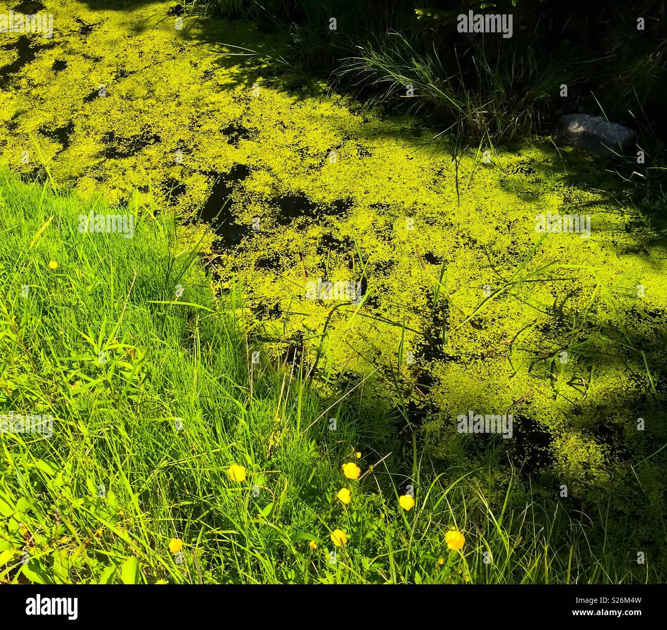Early Spring: green algae and butter cups Stock Photo - Alamy