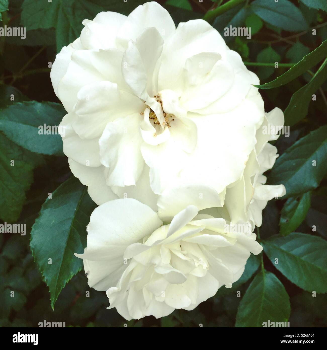 Iceberg roses hi-res stock photography and images - Alamy