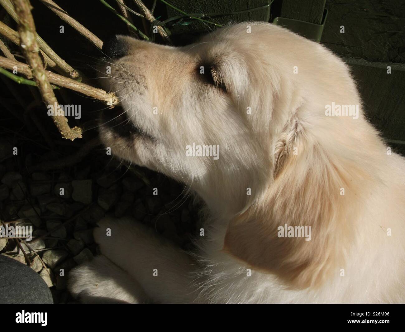 Can Puppies Chew Twigs