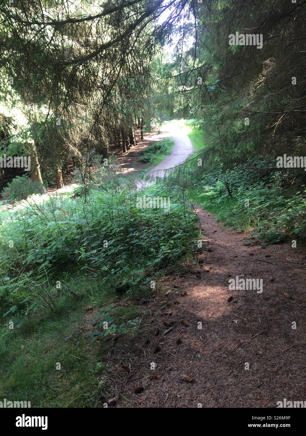 Woodland walk path hi-res stock photography and images - Alamy