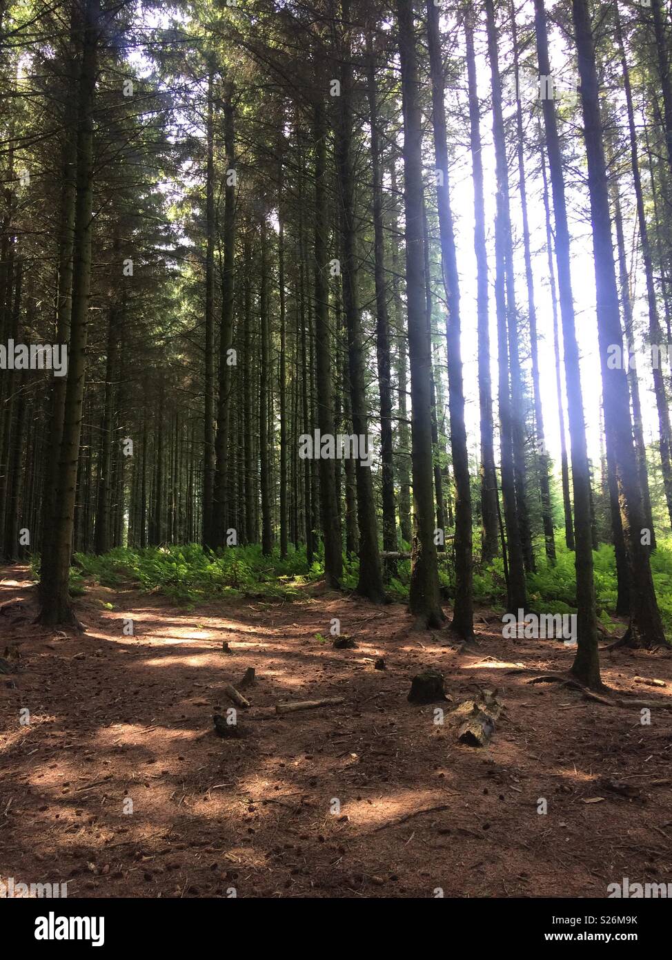 Woodland scenery hi-res stock photography and images - Alamy