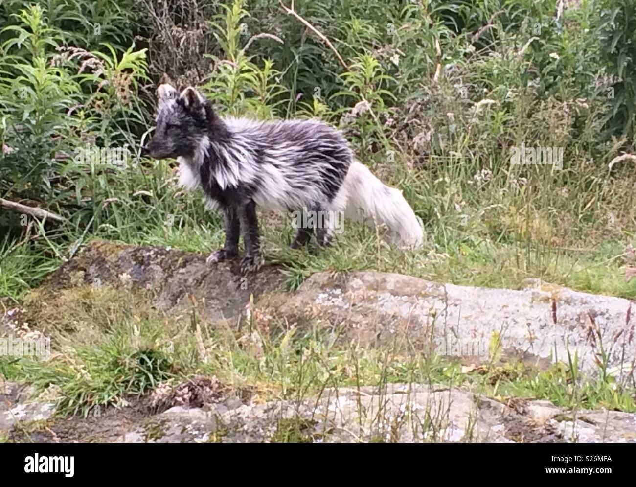 Fox scotland hi-res stock photography and images - Alamy