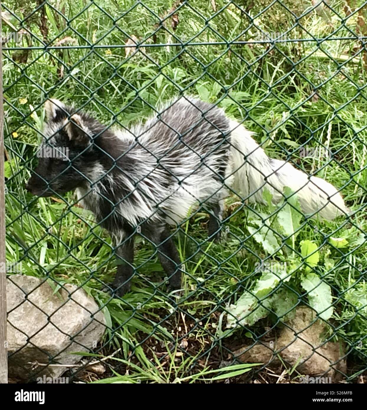 Arctic fox. Highland wildlife park Scotland Stock Photo - Alamy