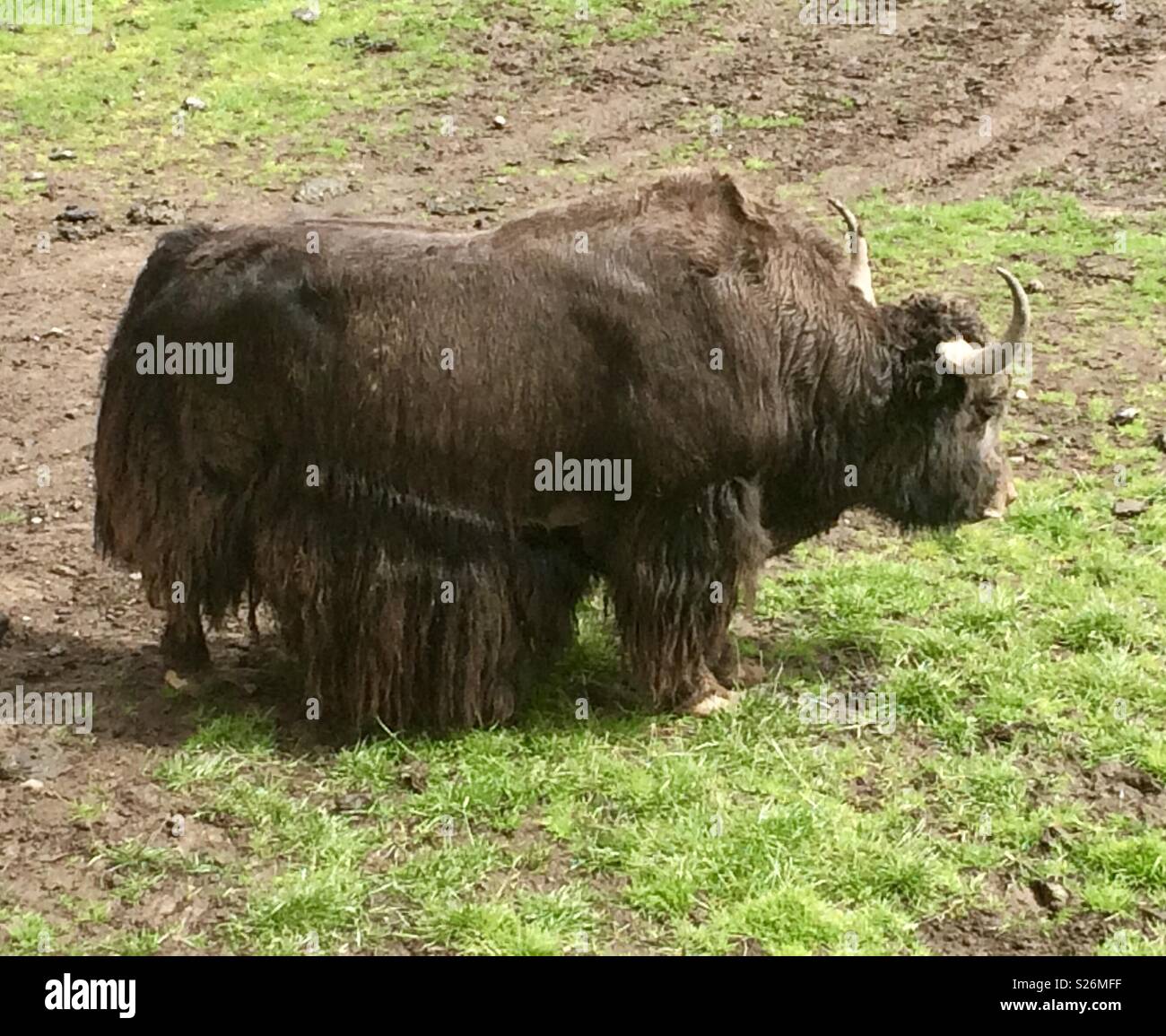 Himalayan Yak Highland
