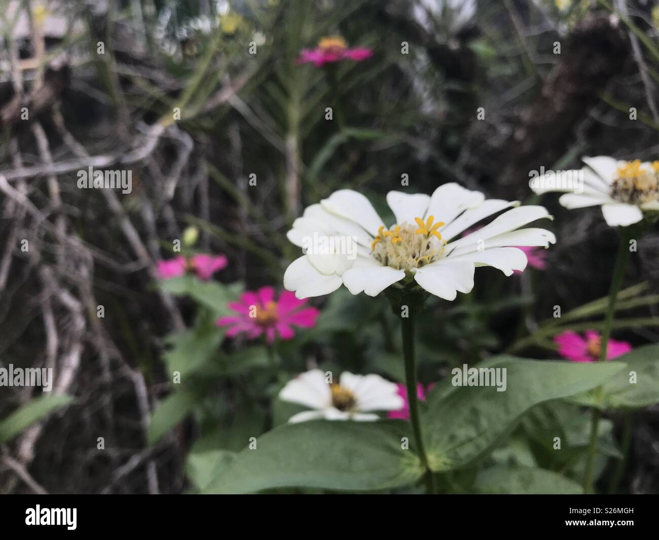 Flowerlover hi-res stock photography and images - Alamy