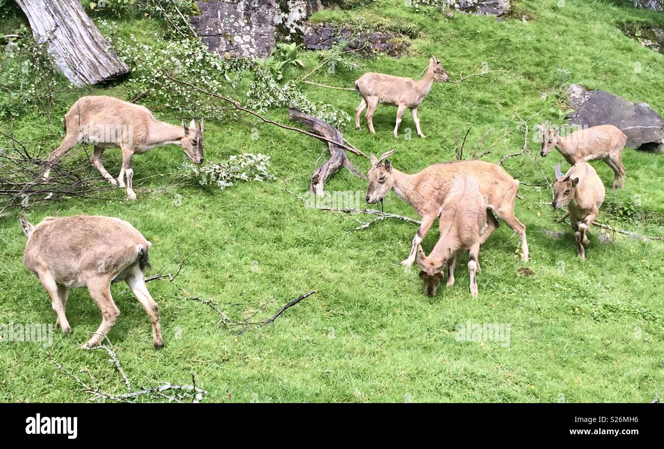 Himalayan tahr goat hi-res stock photography and images - Alamy