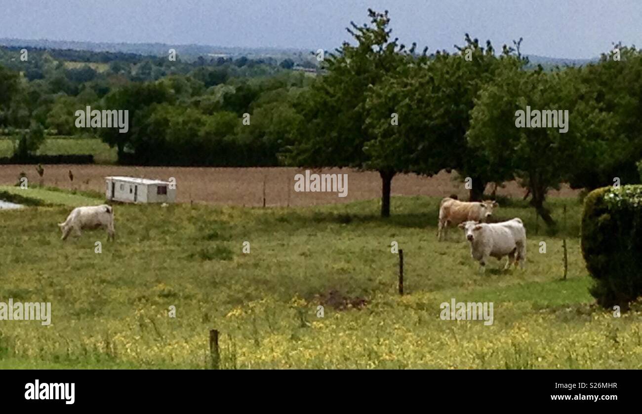 Charolais cows in France Stock Photo - Alamy