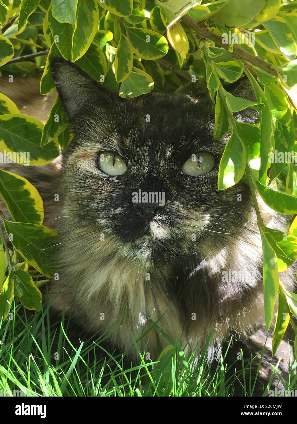 Cat in garden hi-res stock photography and images - Alamy