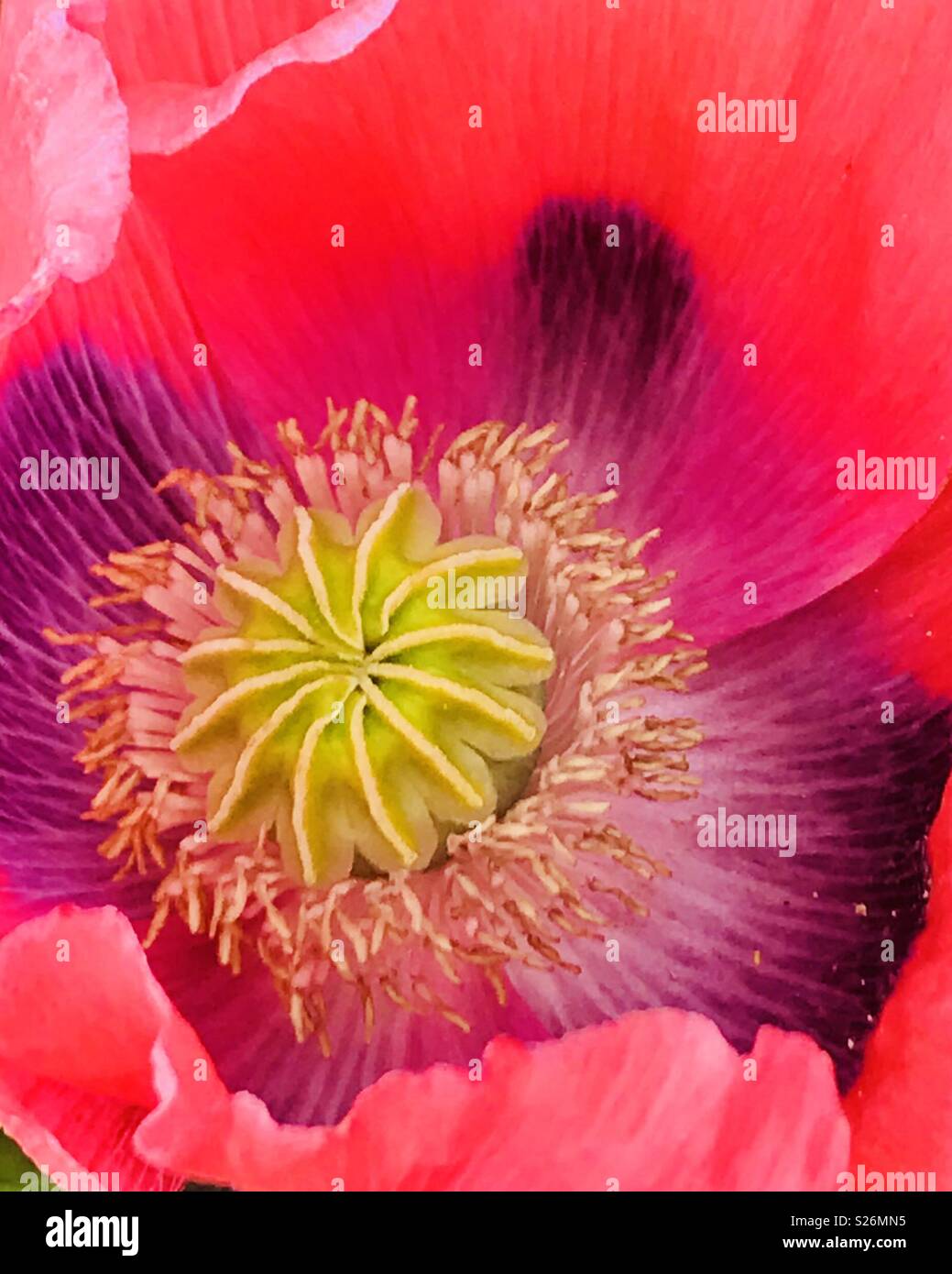 Poppy of Chinese Origen Stock Photo - Alamy