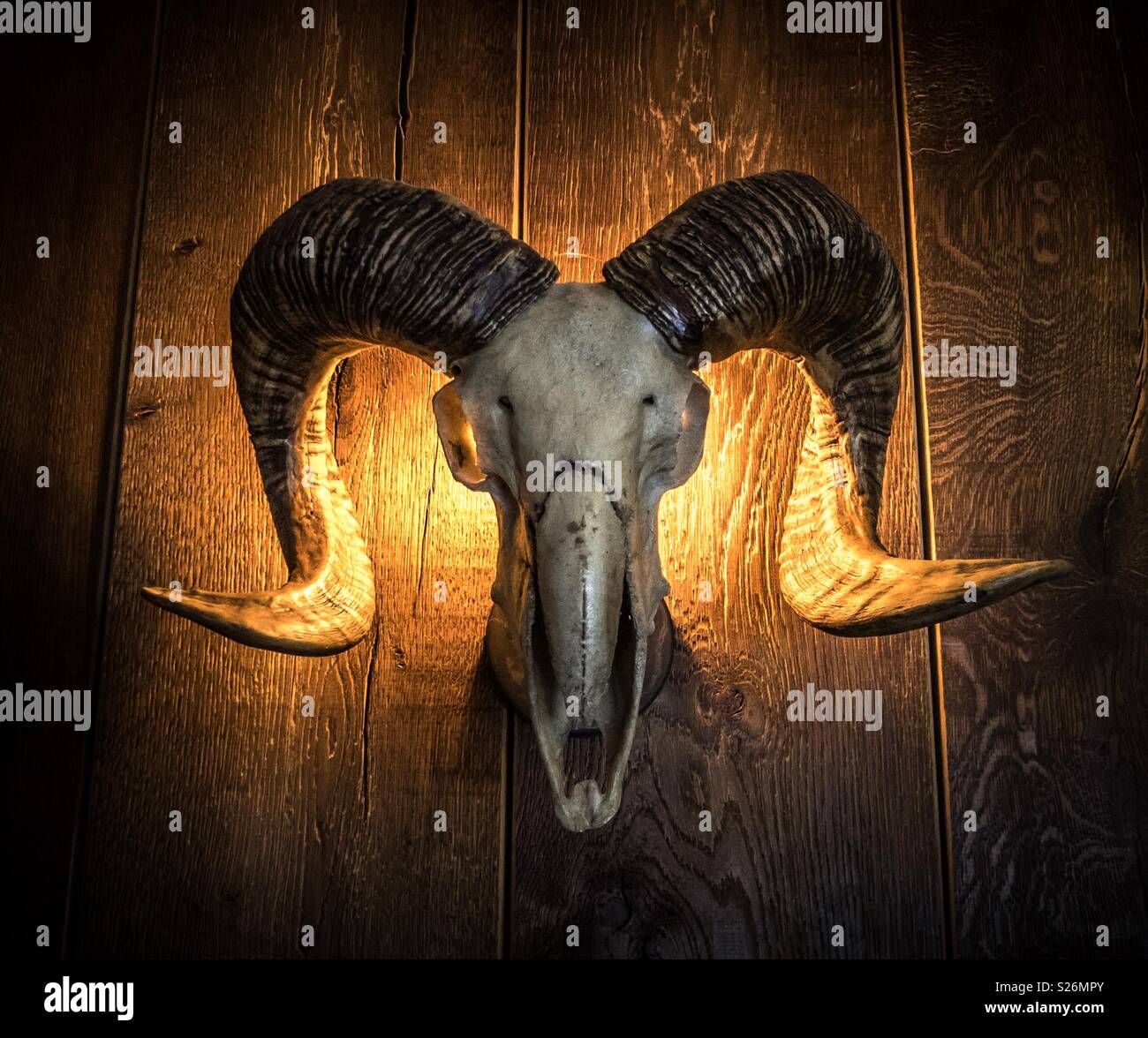 Scary goat hi-res stock photography and images - Alamy