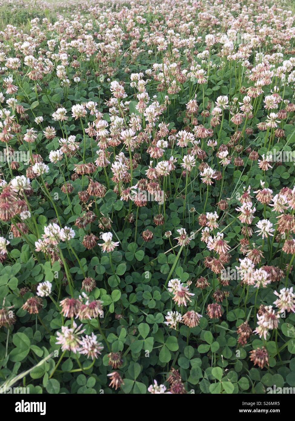 Clover flower blooming outsides Stock Photo - Alamy