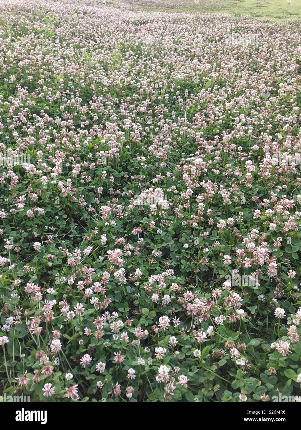 Clover flower blooming outsides Stock Photo - Alamy