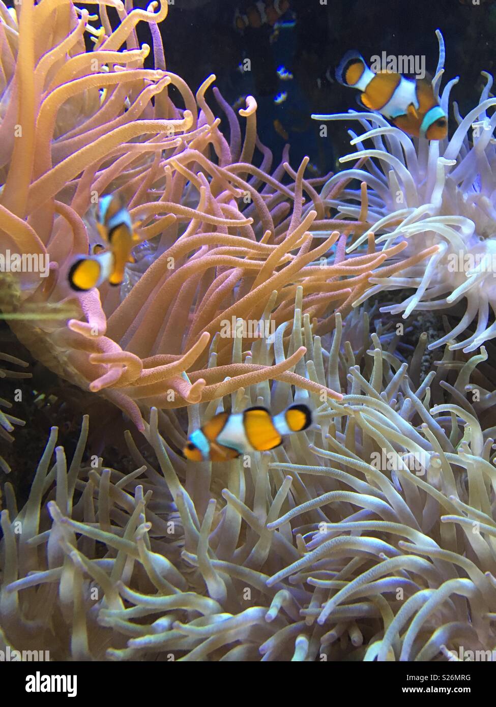 Coral and nemo hi-res stock photography and images - Alamy