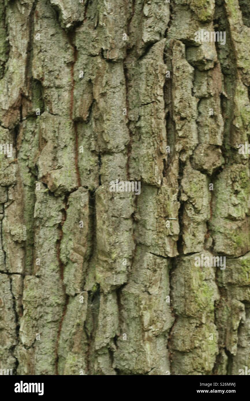 Tree edges hi-res stock photography and images - Alamy