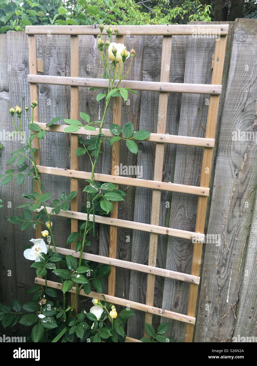 Rose climbing up fence hi-res stock photography and images - Alamy