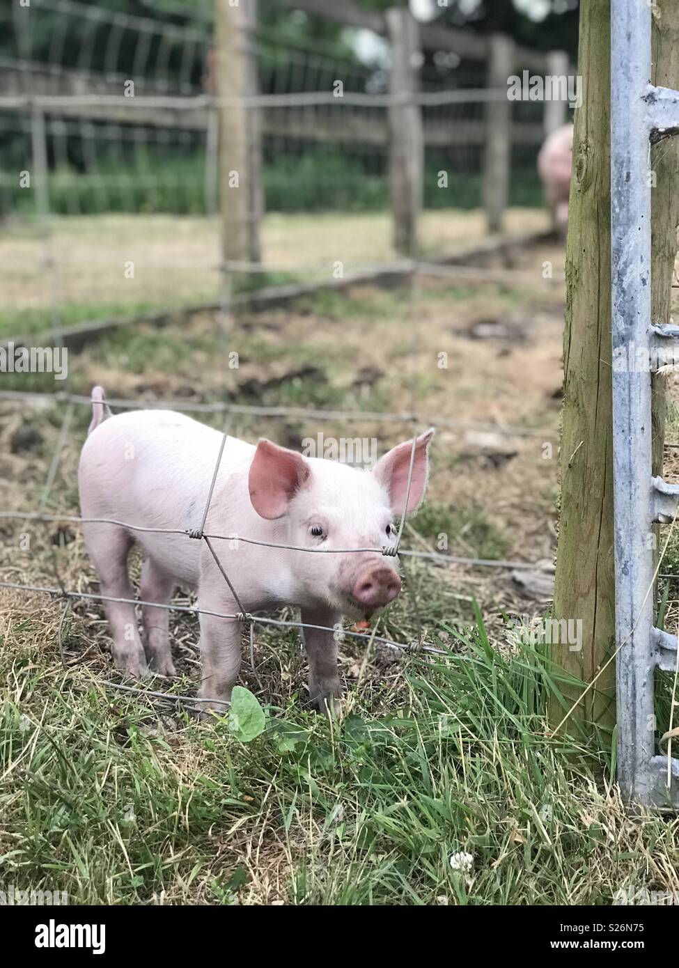 Piglets grass hi-res stock photography and images - Alamy