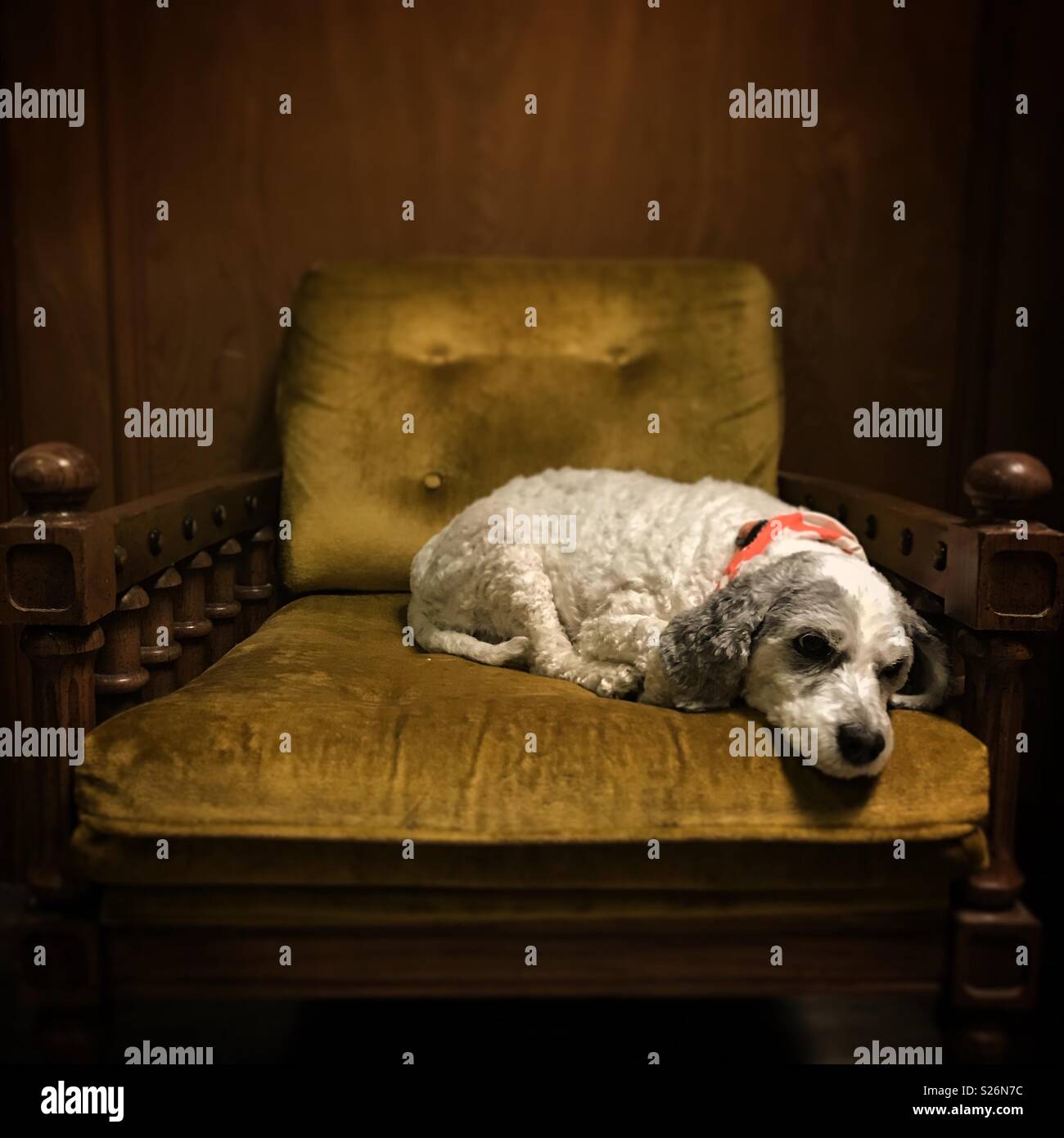 Dog napping in club chair Stock Photo - Alamy