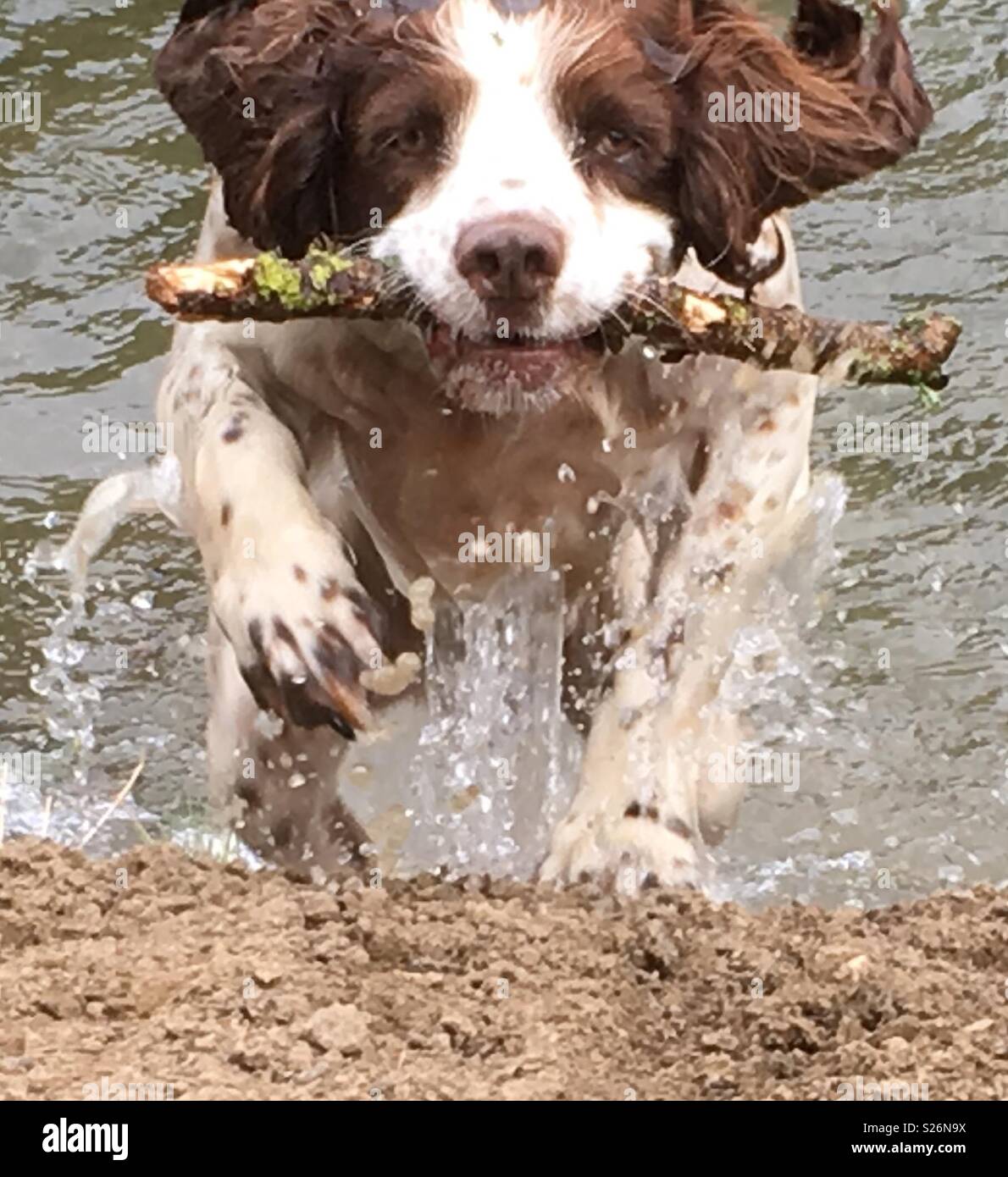 Springer Spaniel retrieving stick from river Stock Photo - Alamy