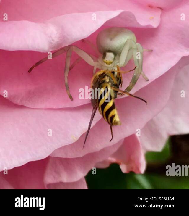 Spider eating a wasp Stock Photo - Alamy