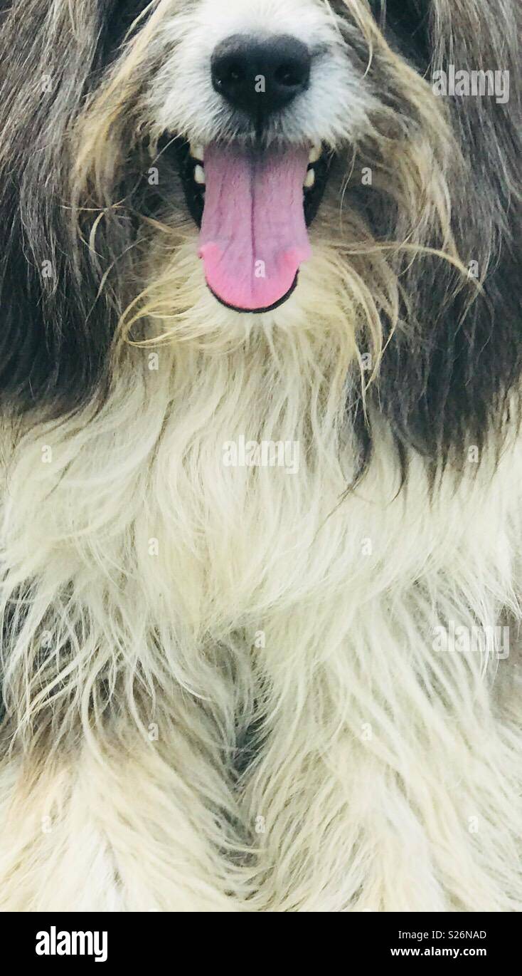 Big furry dog smiling Stock Photo - Alamy