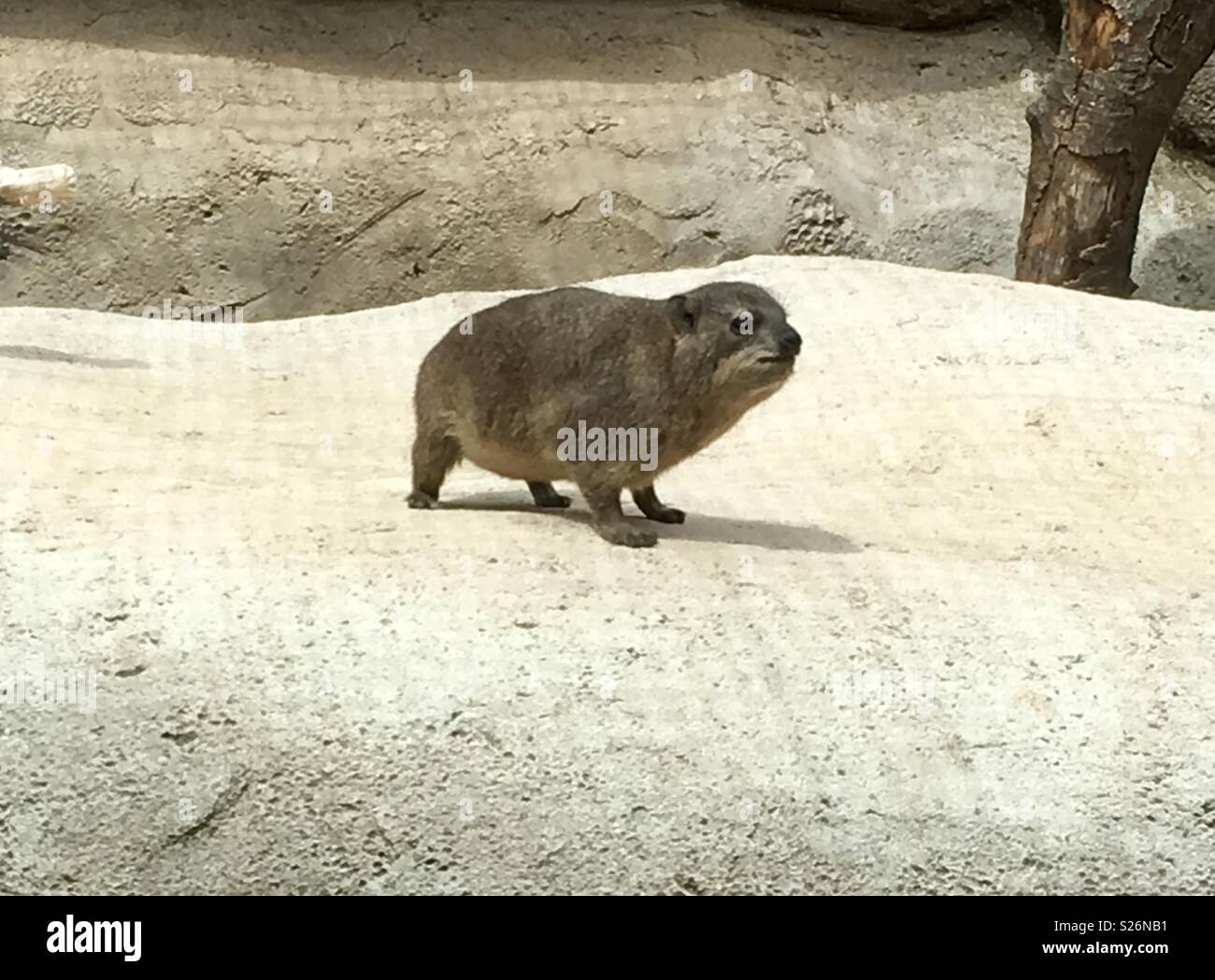 Rock hyrax Chester zoo Stock Photo - Alamy
