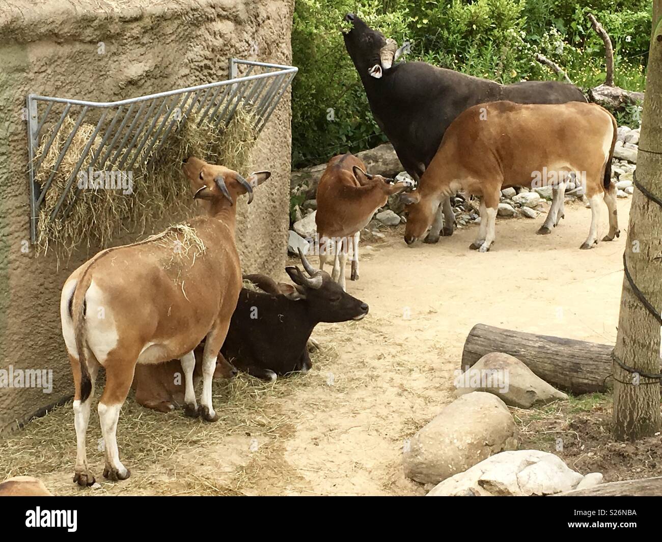 Banteng cow hi-res stock photography and images - Alamy