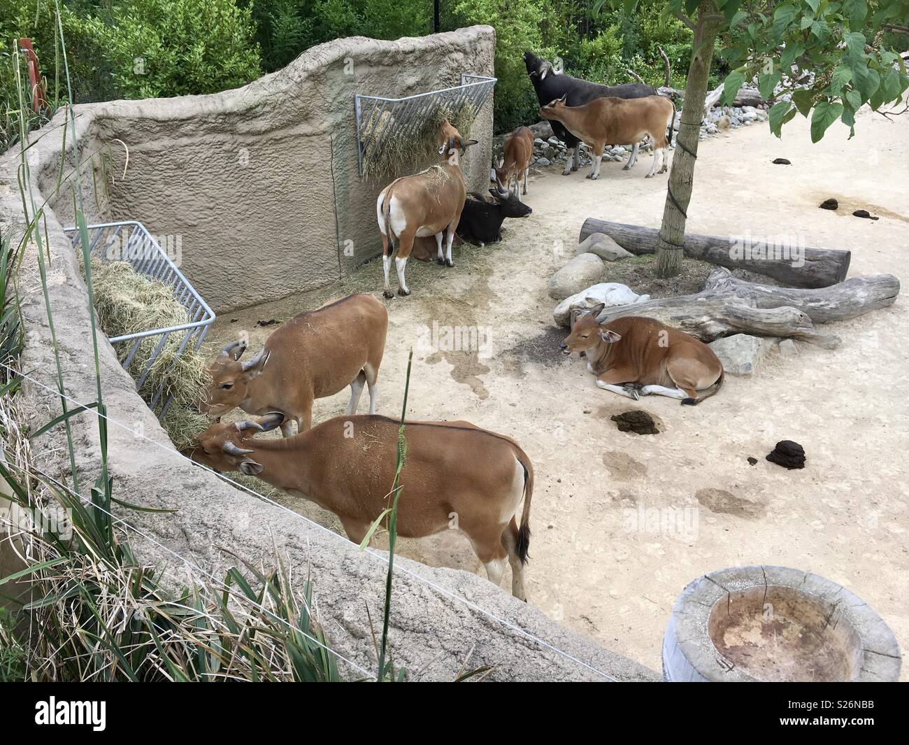 Banteng cow hi-res stock photography and images - Alamy