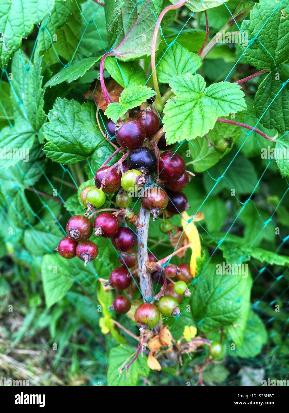 Blackcurrants starting to ripen in June protected by netting in UK ...