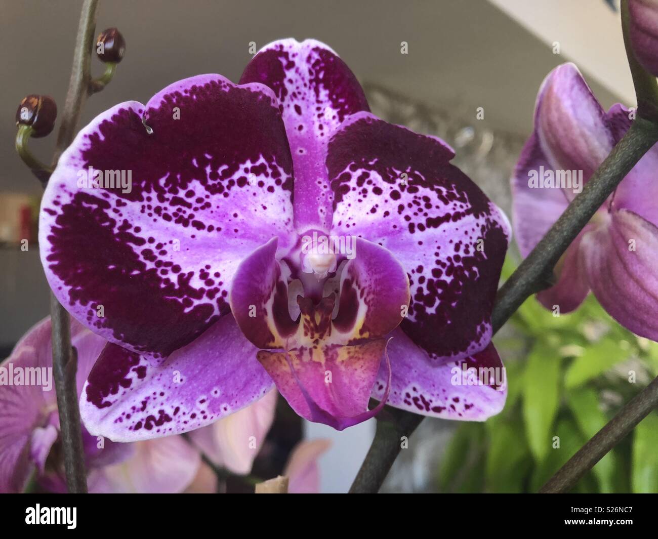 Orchids are a spectacle of nature. Full of intense colors and shapes ...