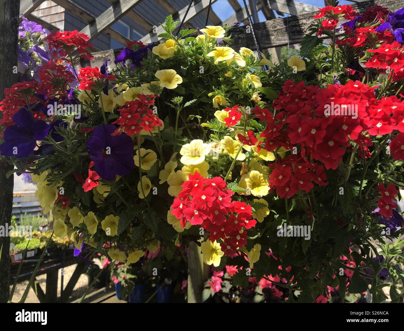 A misture of all colors in nature. Yellows, reds, pink, blue you can ...