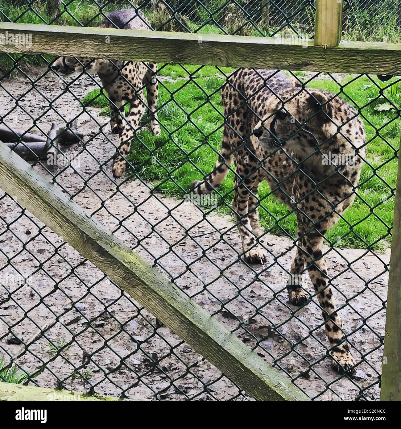 Cheater hi-res stock photography and images - Alamy