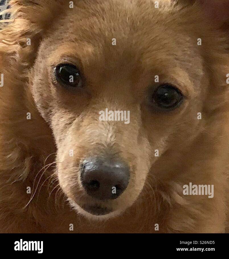 Furry dogs hi-res stock photography and images - Alamy